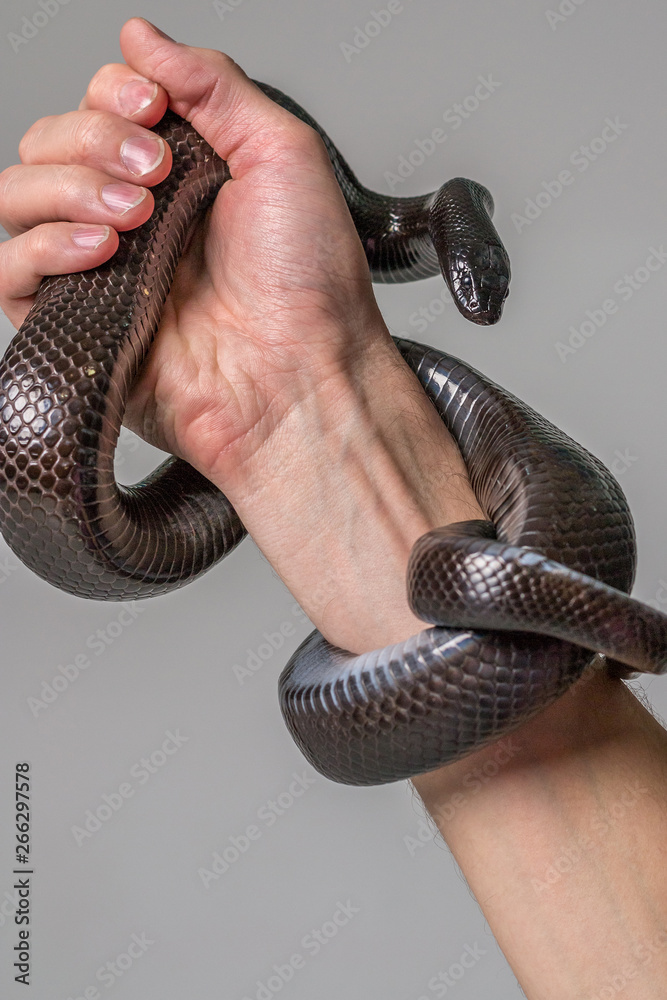 The royal snake of Nigrit surrounds the male hand. Gray background ...