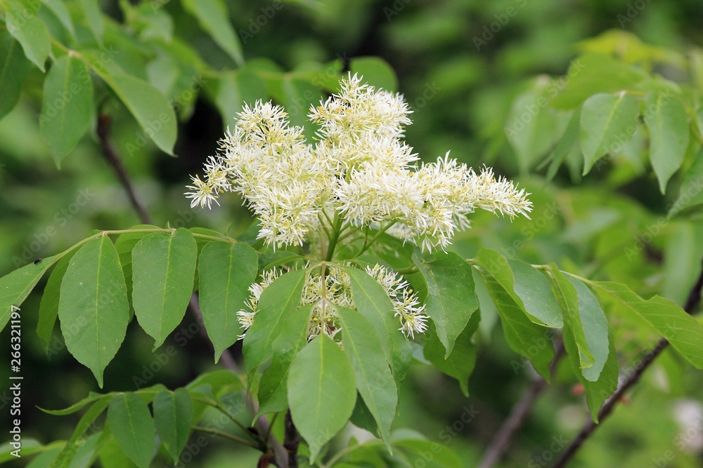 Fraxinus Ornus Flower