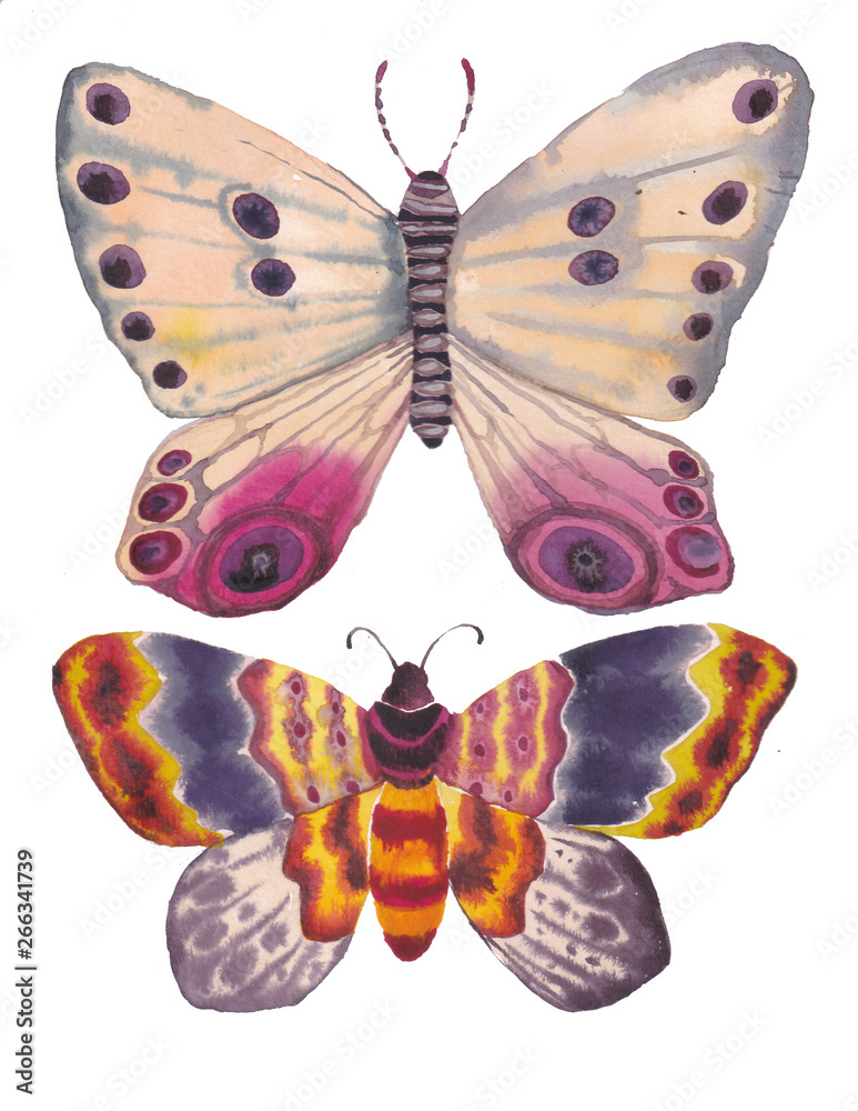 2 butterflies isolate in white background Stock Illustration | Adobe Stock