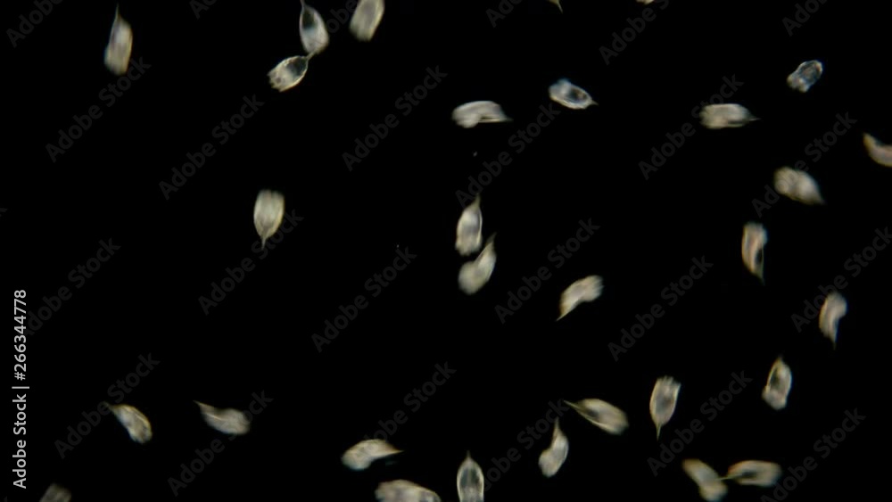 The colony of plankton rotifers Rotifera Keratella Cochlearis ...