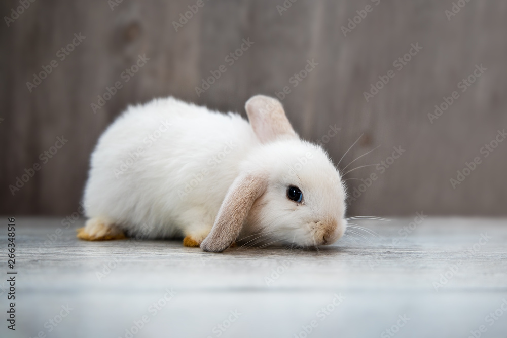 Cute Baby Bunnies With Floppy Ears Wallpaper