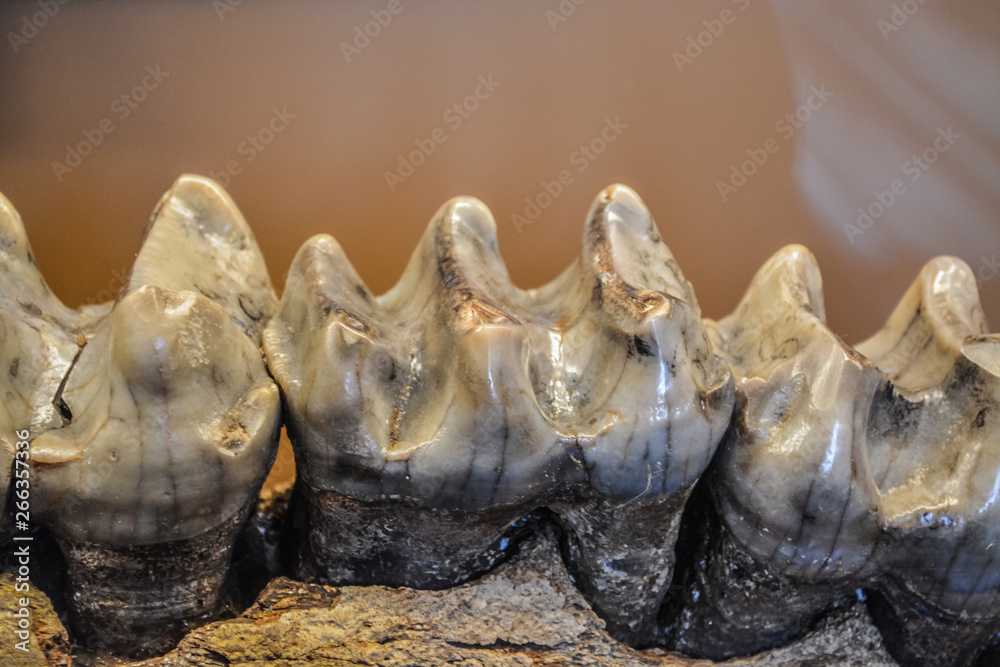 Historical museum, Vienna, Austria. 02.02.2019. Remains of a skeleton ...