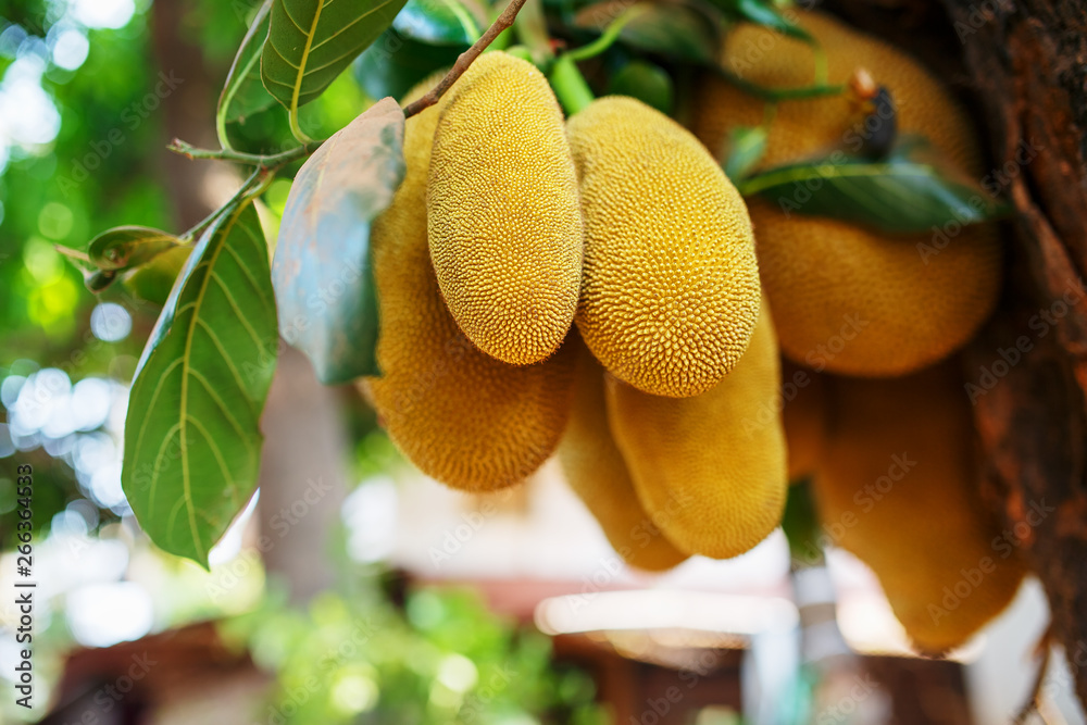 Large fresh fruits of jackfruit hang on a tree against the background ...