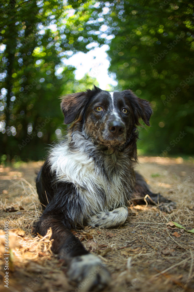 Portrait of a merle australian shepherd mix with yellow eyes Stock ...
