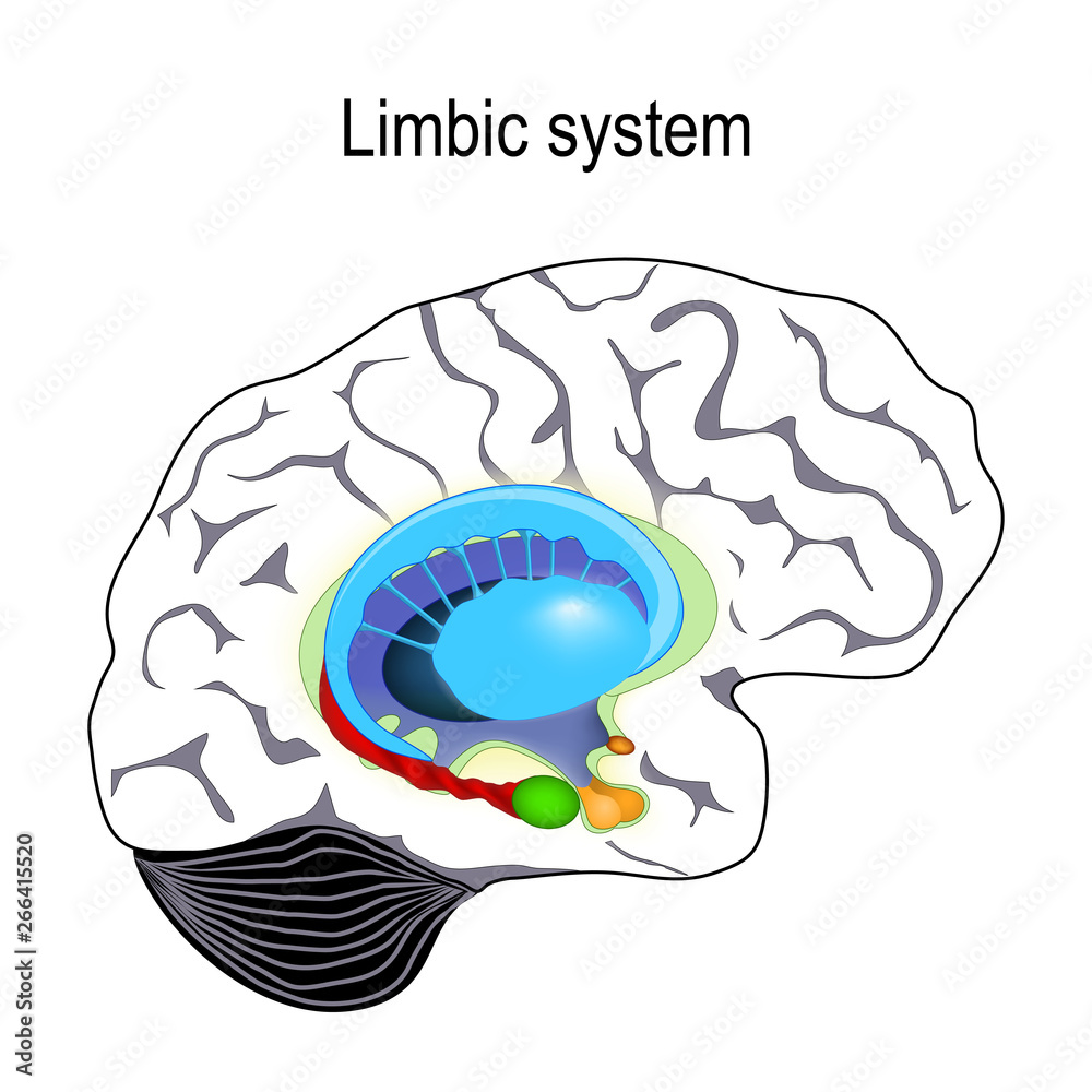 limbic system. Cross section of the human brain Stock Vector | Adobe Stock
