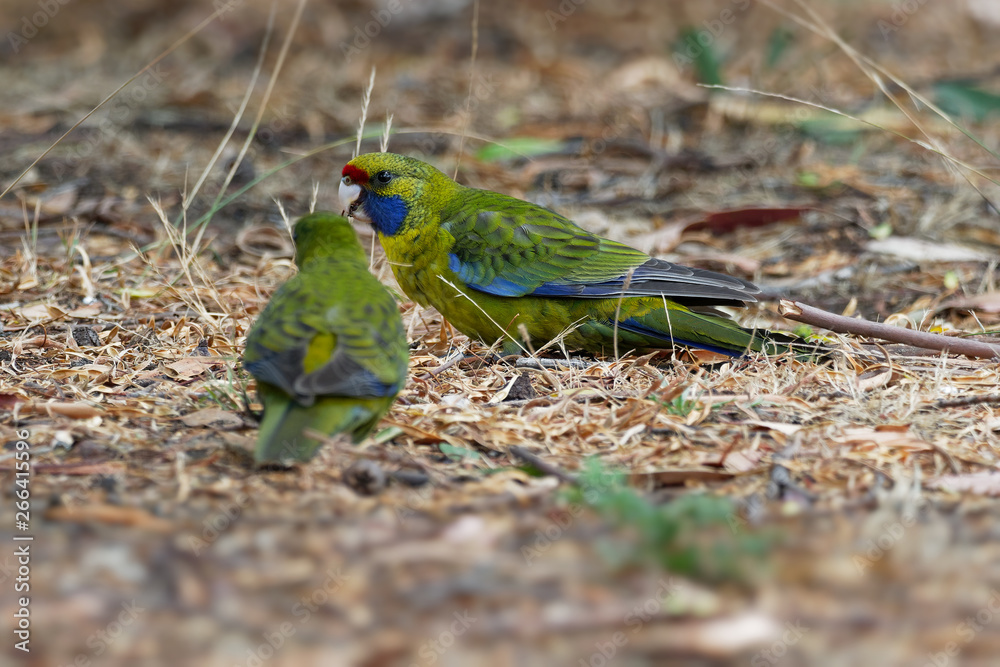 Foto de Green Rosella - Platycercus caledonicus or Tasmanian rosella is ...
