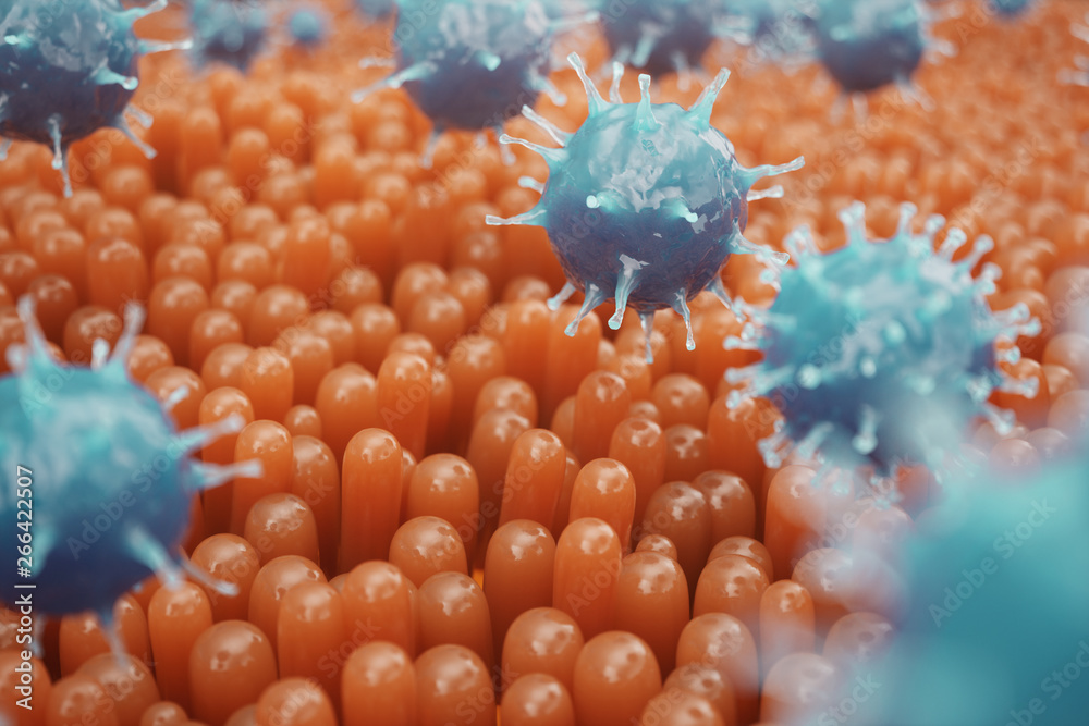 Intestinal villi. Intestine lining. Microscopic capillary. Human ...