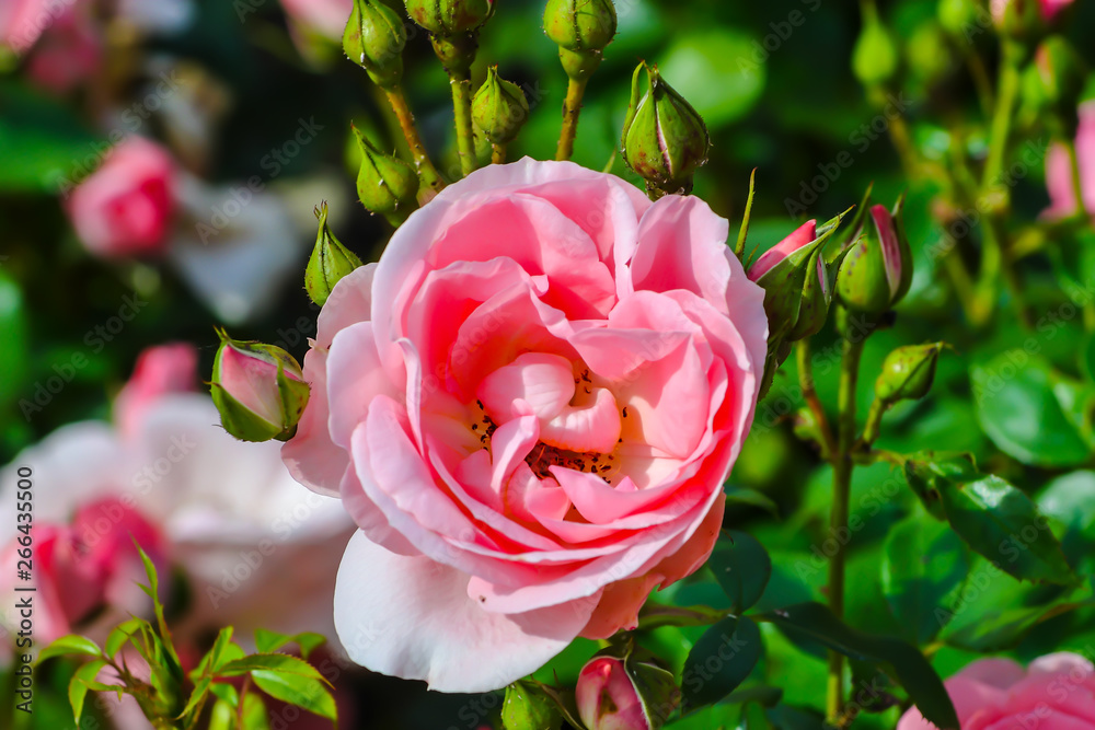 Flower of a bedrose called "rose professor Sieber", noble rose, rosacea ...