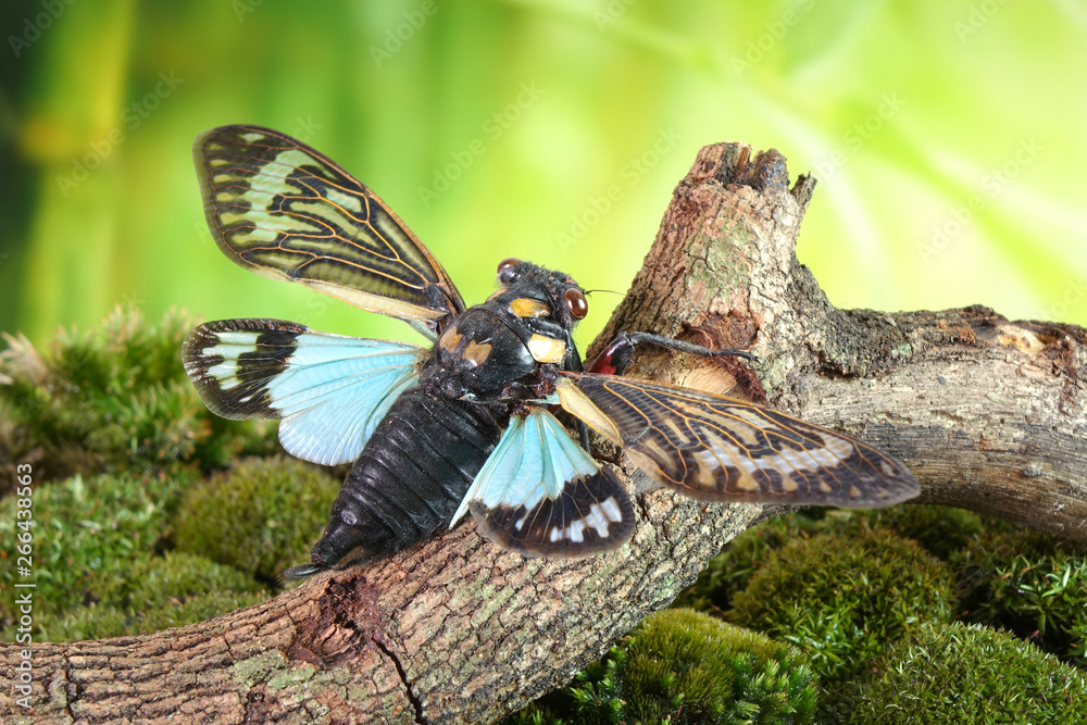 Cicada : Blue butterfly-wings cicada (Distantalna splendida) is a ...