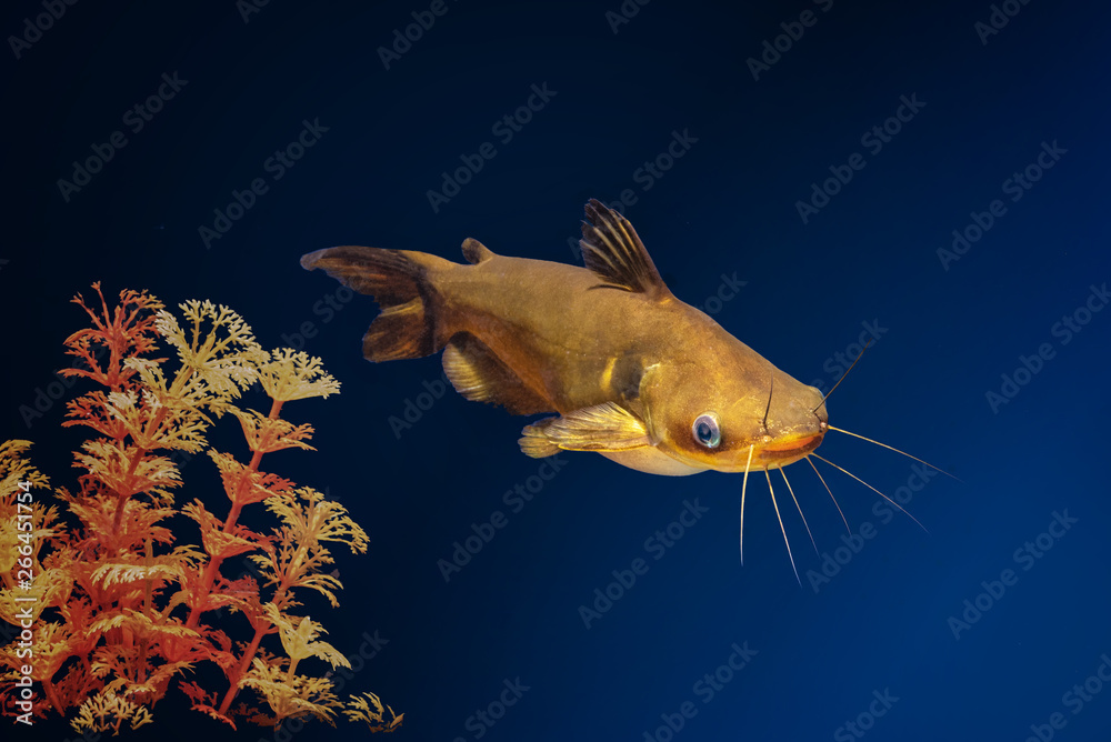 Gold catfish in aquarium with blue background Stock Photo | Adobe Stock