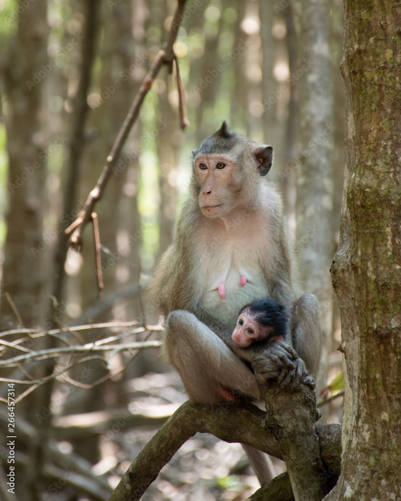 Funny monkeys from Monkey Island, Ho Chi Minh City, Vietnam Stock Photo ...