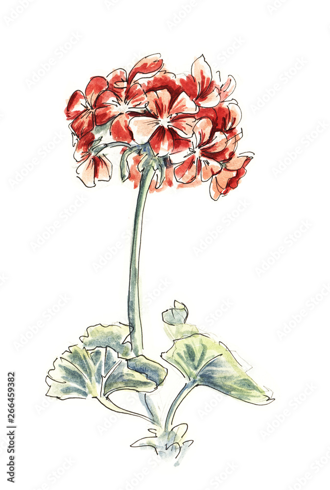 How To Draw Red Geraniums