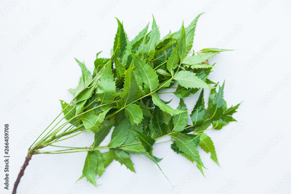 Leaves of Indian Neem (Azadirachta indica) Tree on white background ...