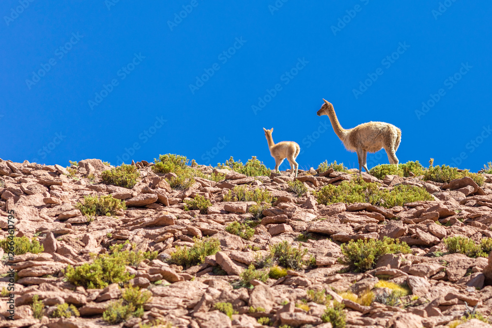 A Vicuna family animal group with a mother and its baby walking along ...