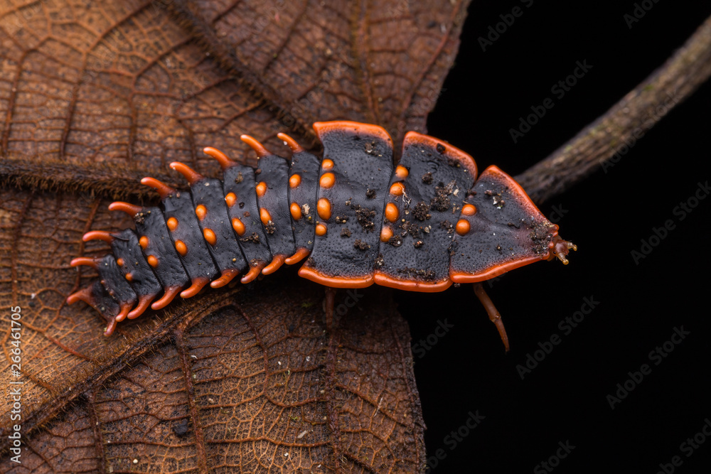 Trilobite Beetle , Close-Up of Trilobite Beetle , Duliticola, a rare ...