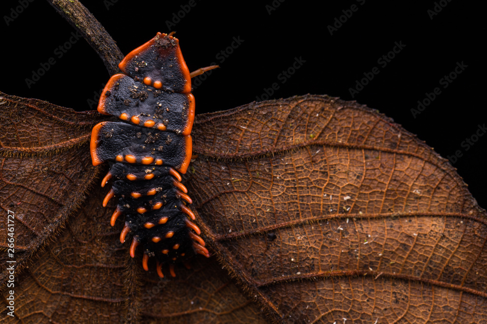 Trilobite Beetle , Close-Up of Trilobite Beetle , Duliticola, a rare ...