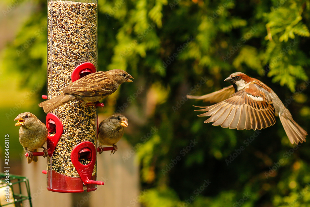 Bird flying to bird feeder with wings spread Stock Photo | Adobe Stock