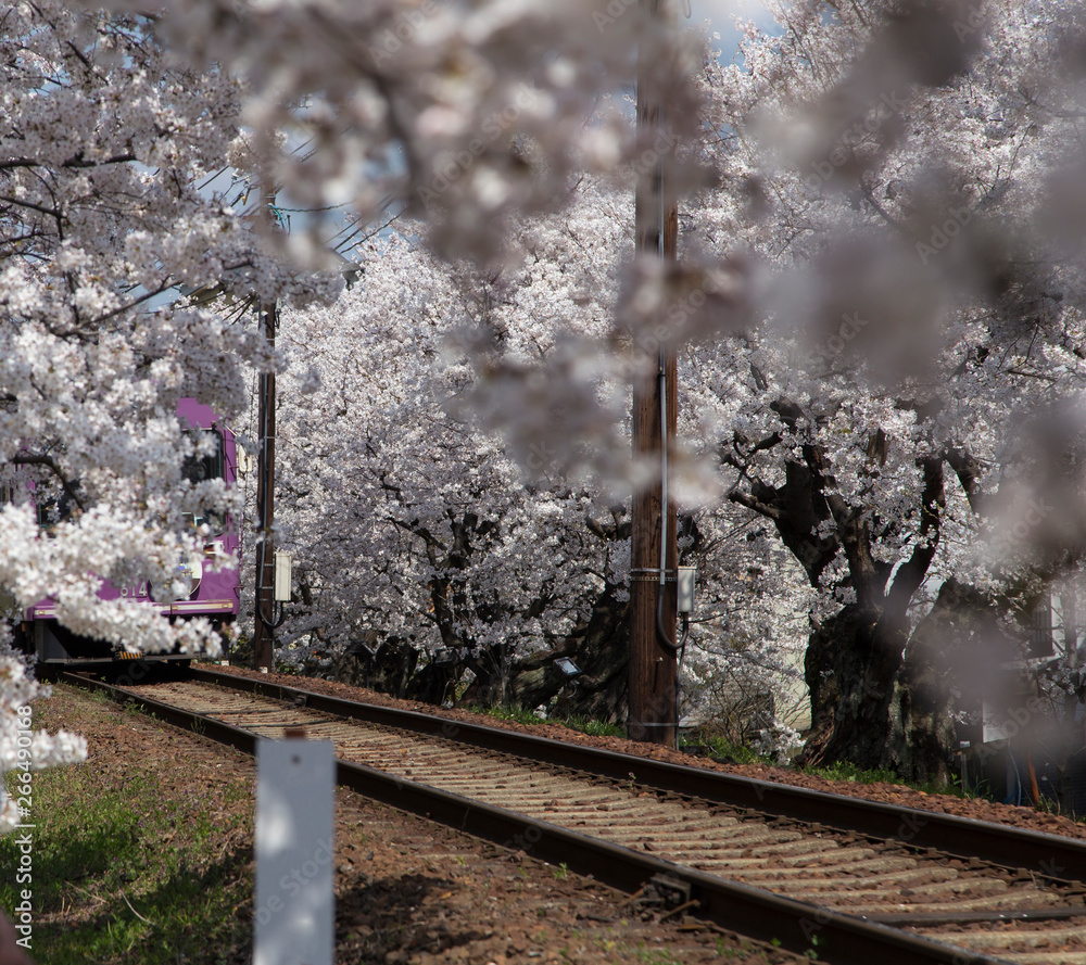 Cherry blossom tunnel, Keifuku line, Arashiyama, Kyoto. railway and ...