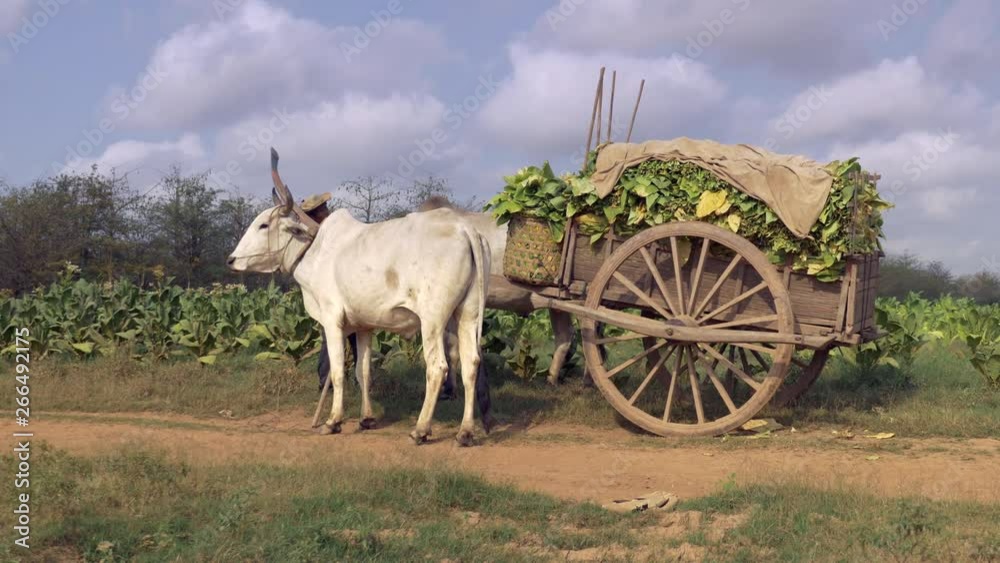 Farmer fastening a beam to the horns of oxen for pulling cart ...