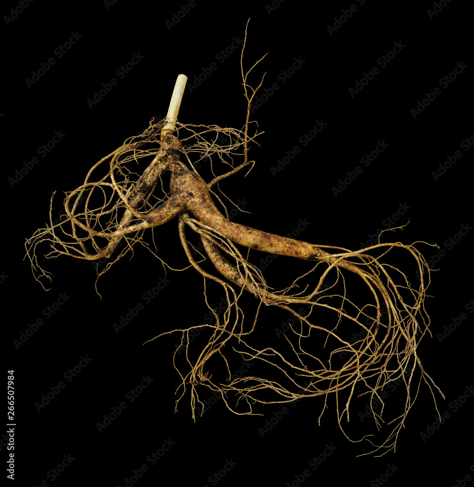 Wild root panax ginseng. A close up of the most famous medicinal plant ...