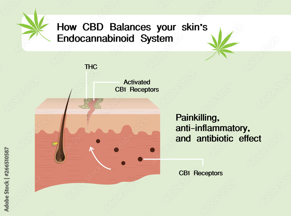 how CBD balances your skin's endocannabinoid system Stock Vector ...