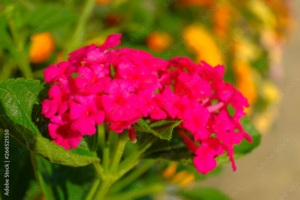 Lantana camara is a species of flowering plant within the verbena ...