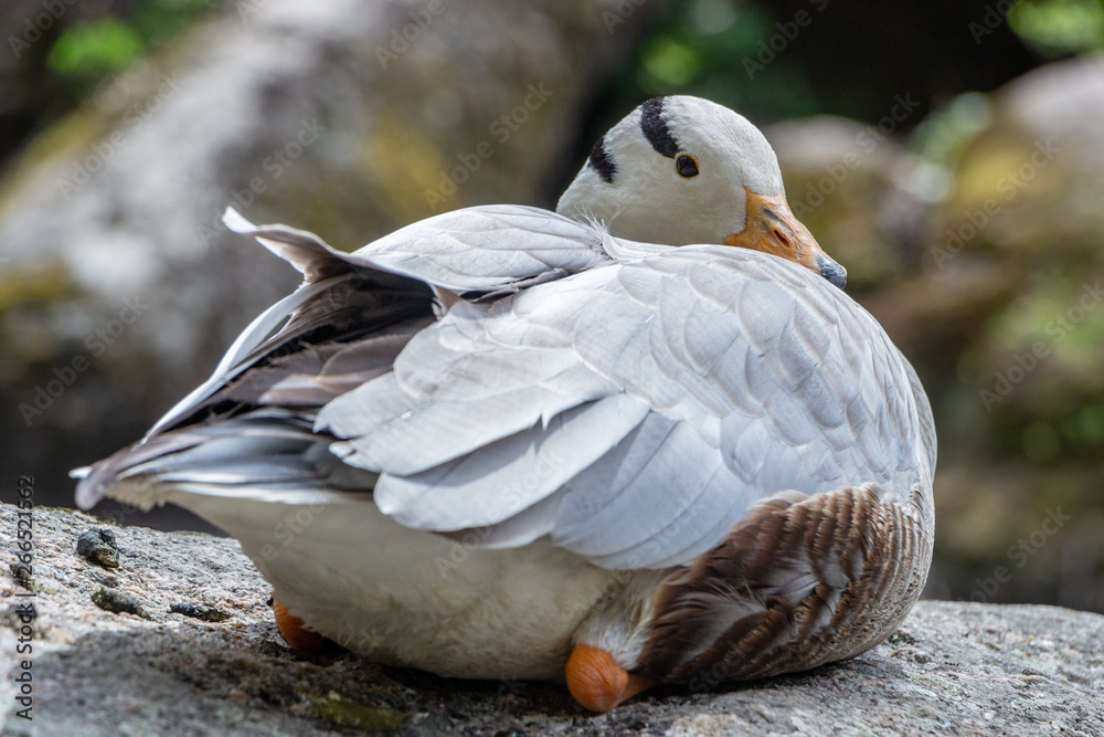 Bar-headed goose Anser indicus A young person at a mountain waterfall ...
