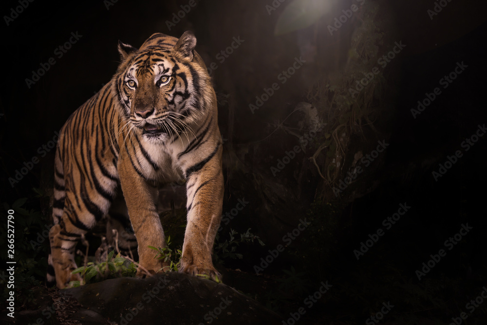 Tiger In The Forest At Night