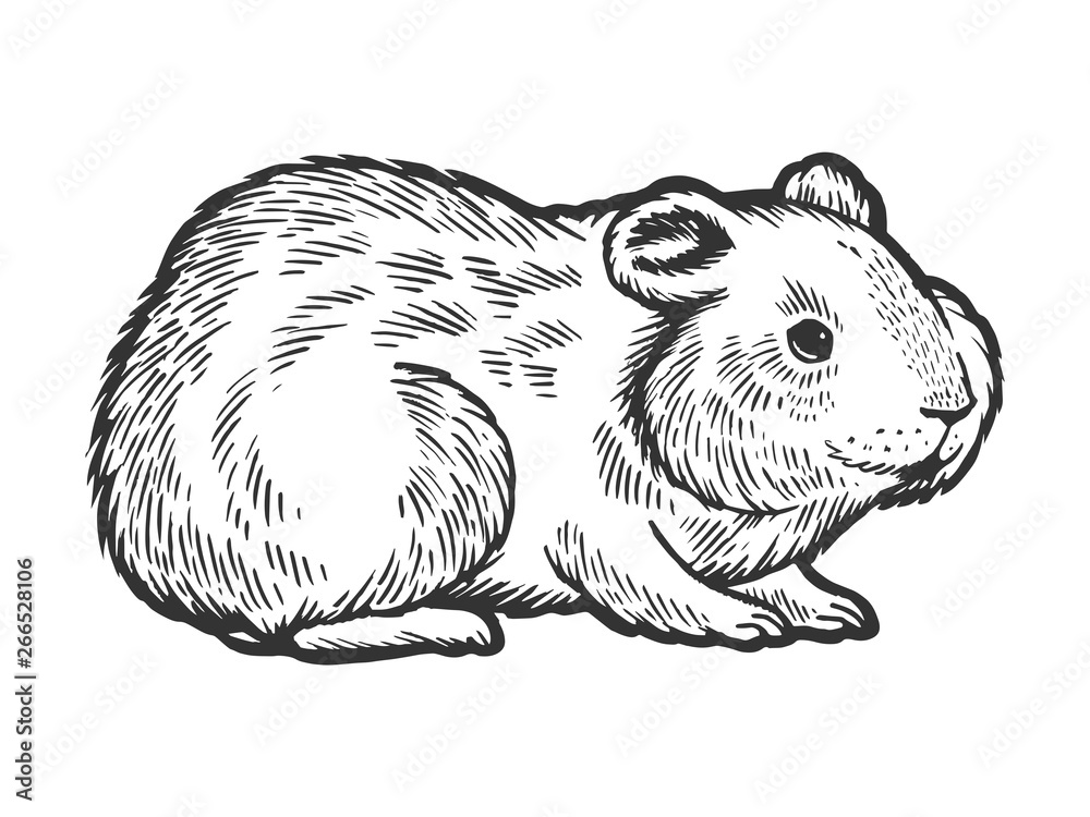 Hamster rodent pet animal sketch engraving vector illustration. Scratch ...