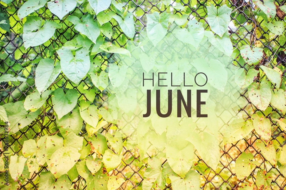 Banner hello june. Text on the photo. Text hello June. New month. New ...