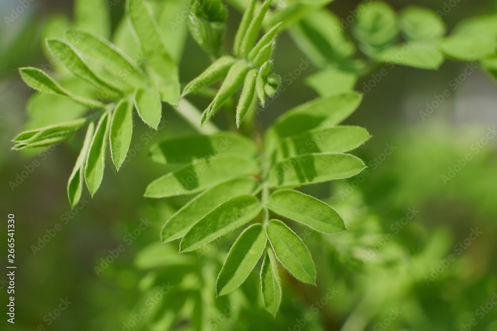 nature spring flowering trees foliage green sun Stock Photo | Adobe Stock