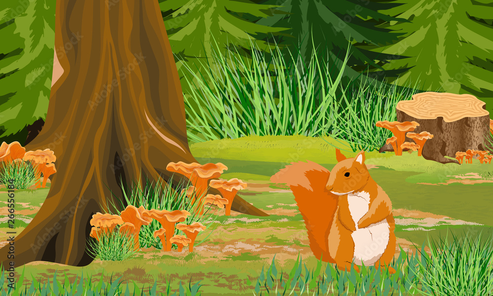Big red squirrel in the autumn forest. Forest trees chanterelles ...