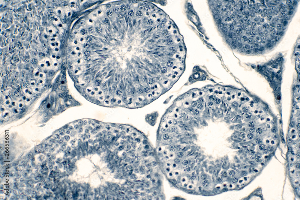Cross section Human testis under microscope view. Stock Photo | Adobe Stock