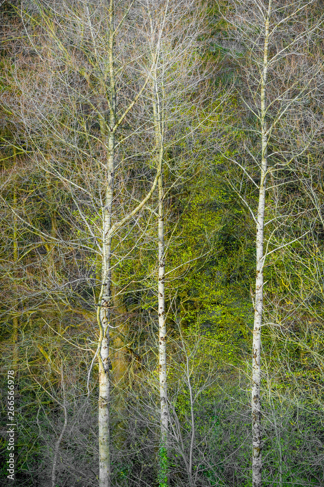 Three slender, leafless silver birches (Betula pendula) ~ also known as ...