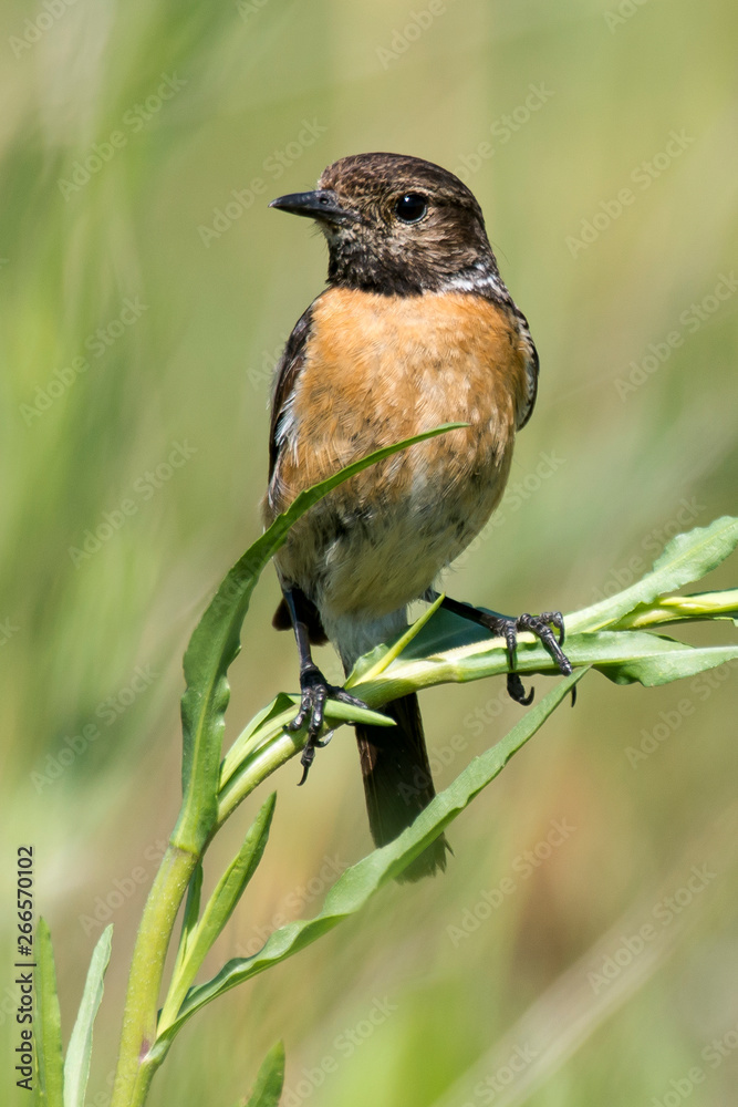 Tarier pâtre, Traquet pâtre, Saxicola rubicola, European Stonechat ...