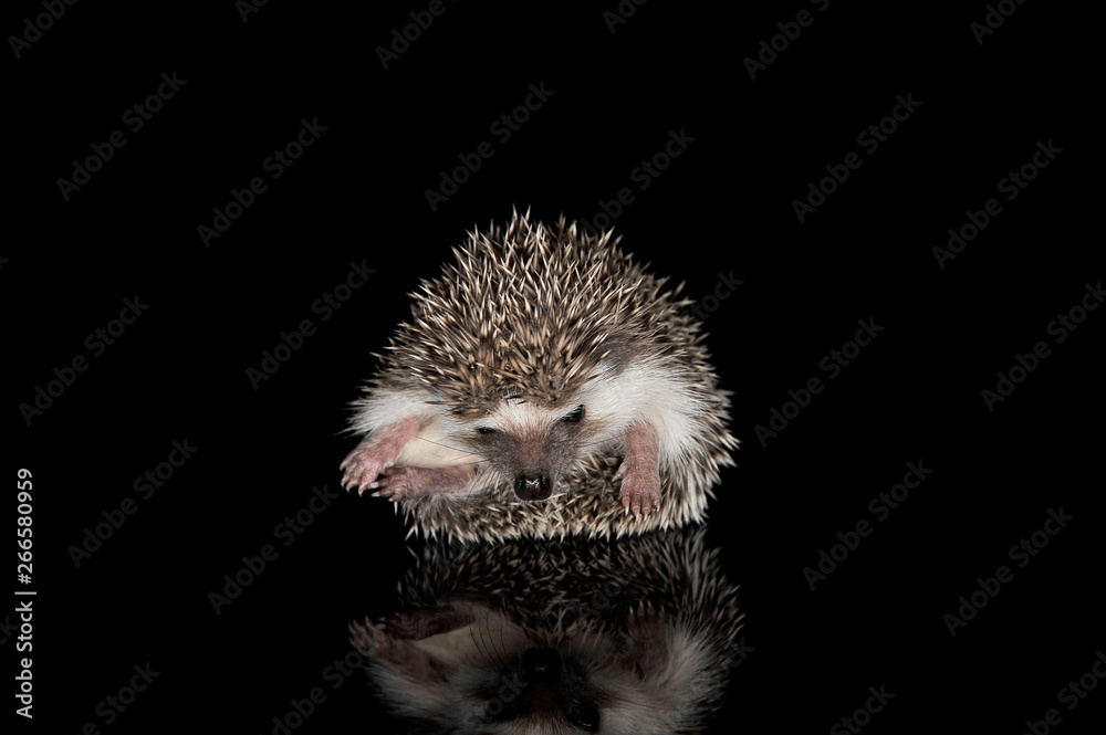 Hedgehog Shots