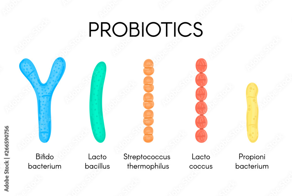Probiotics Lactic Acid Bacterium Bifidobacterium Lactobacillus