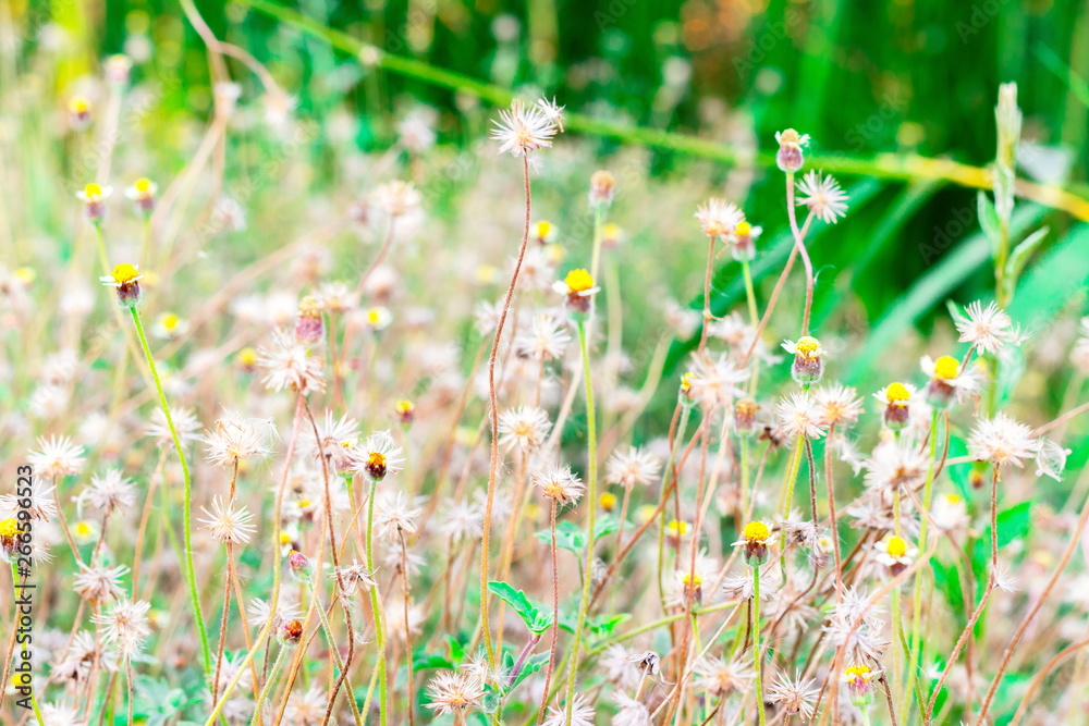 Flowering of Coatbuttons, Mexican daisy, Tridax daisy, Wild Daisy ...
