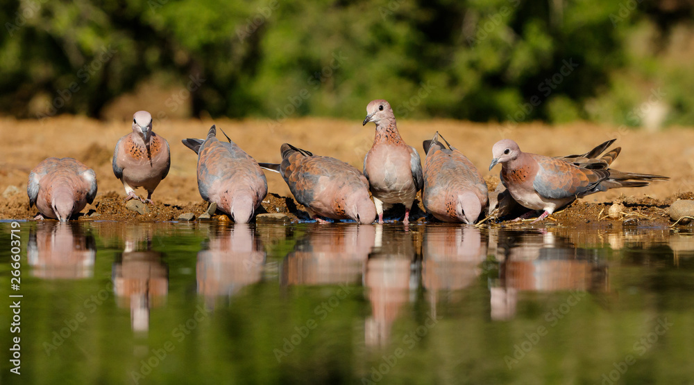 laughing doves drinking in a small pond in Zimanga Game Reserve in ...