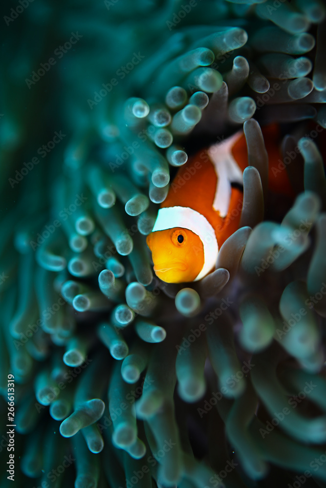 Clownfishes in anamone Stock Photo | Adobe Stock