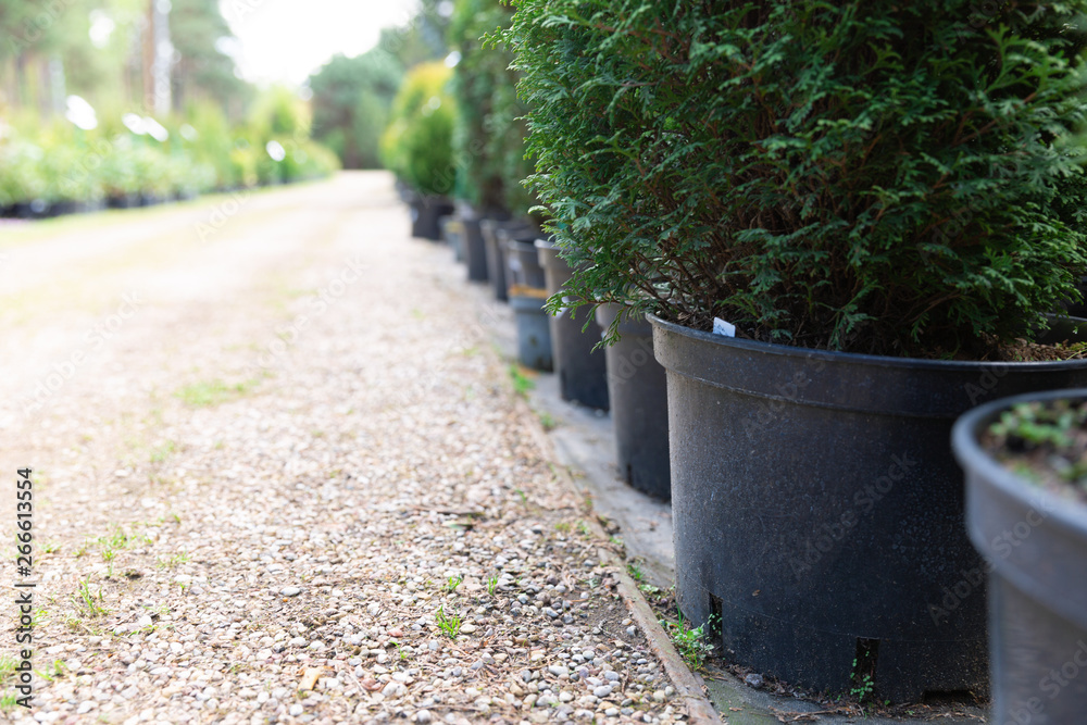 Row of coniferous trees in tree plant garden nursery. Thuja trees at ...