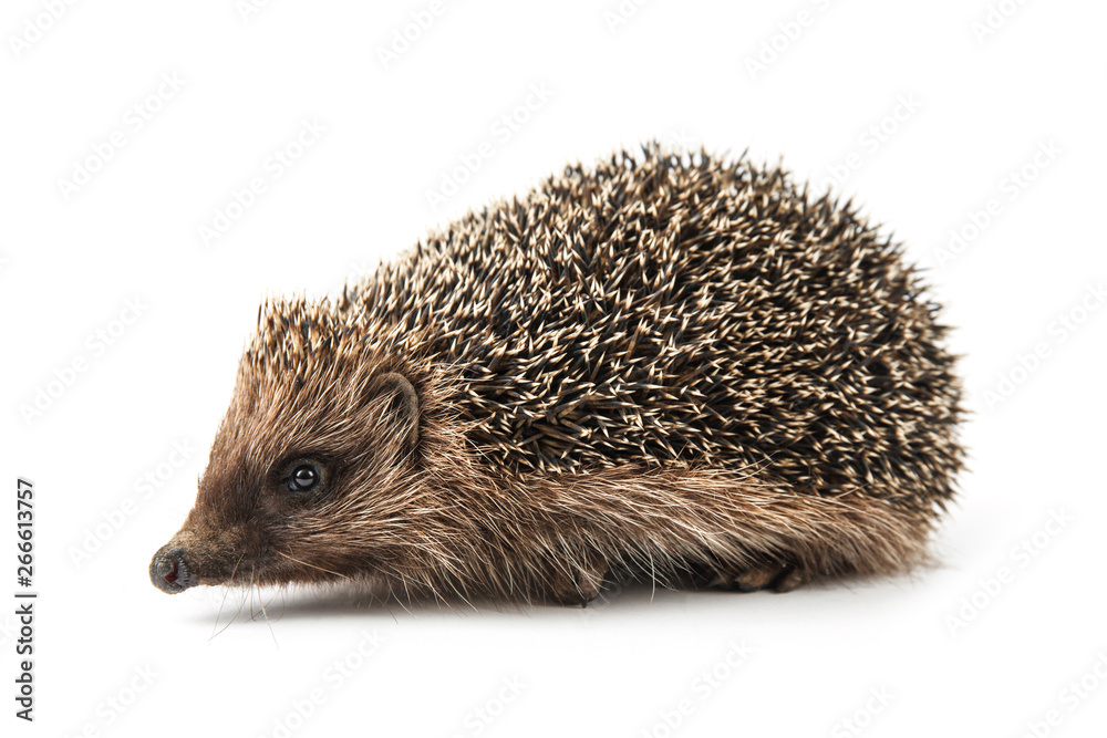 hedgehog isolated on white background Stock Photo | Adobe Stock