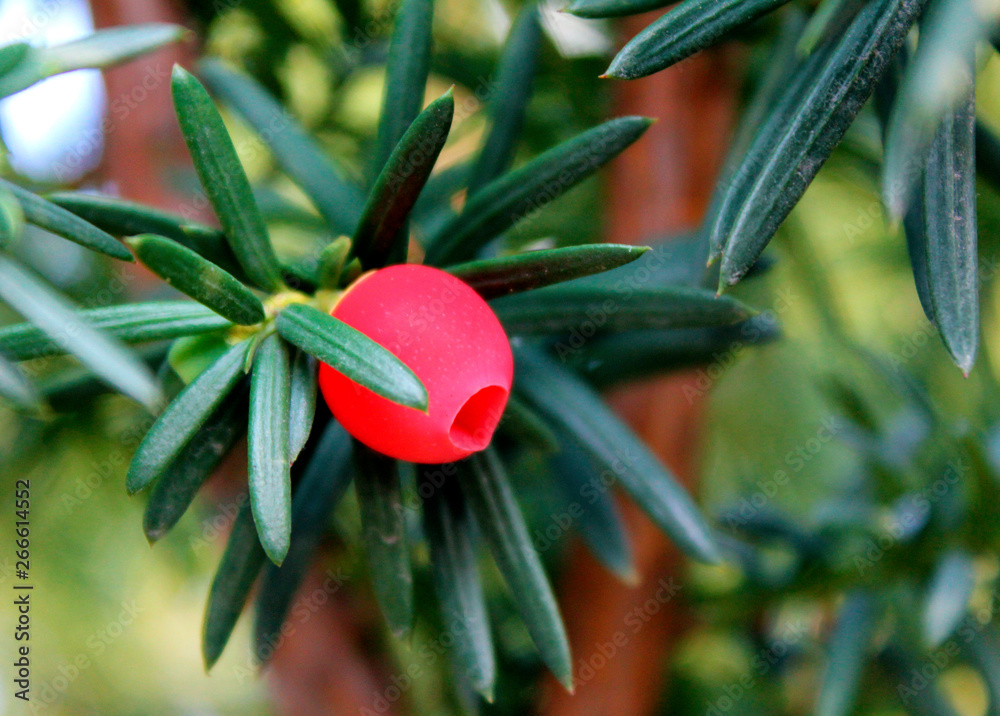 Taxus baccata closeup. Conifer green branches of yew tree with red ...