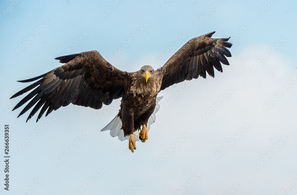 Adult White-tailed eagle in flight. Front view. Sky background ...