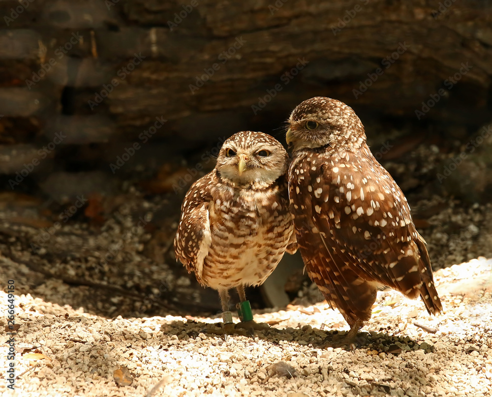 Pair of burrowing owls (athene cunicularia) cuddling together during ...