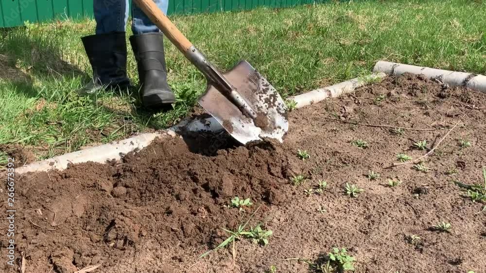 Farmer in rubber boots digging and flipping soil using shovel and ...
