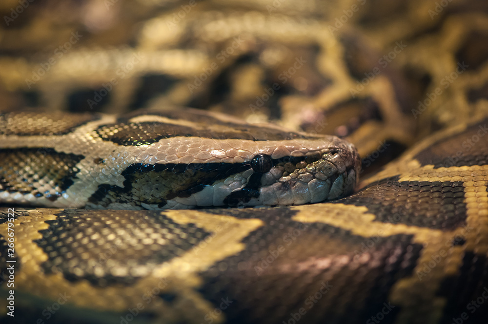 Python snake sleep Stock Photo | Adobe Stock