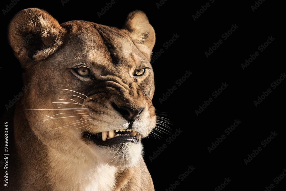 Snarling Lioness