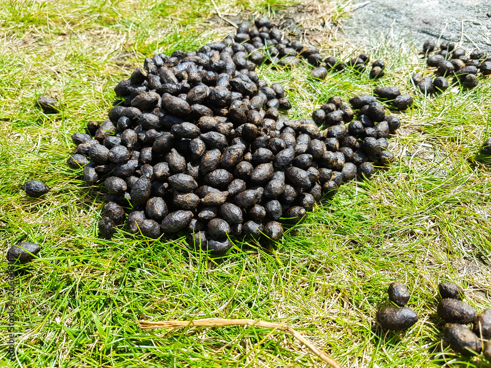 Close up black color sheep excrement on a green grass ground. Natural ...