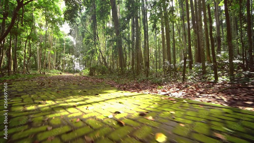 TRACKING, POV, HANDHELD, LOW ANGLE: Paving slabs overgrown with moss ...